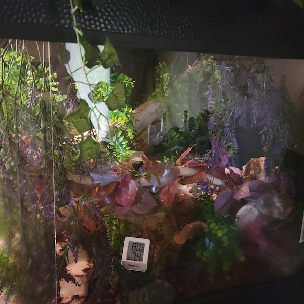 XL Large Reptile Hide/cave - Etsy