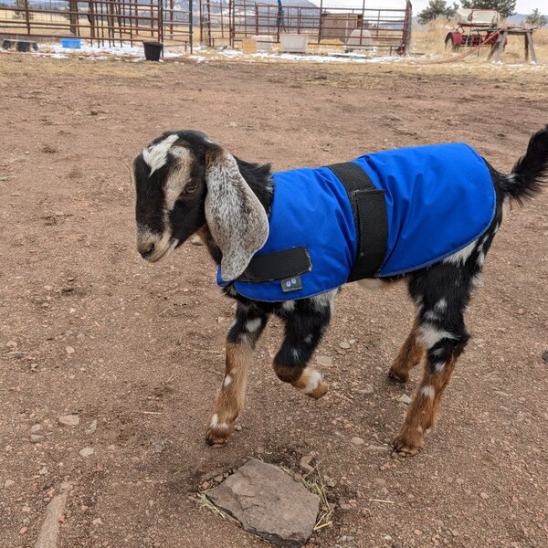 Insulated KID Goat Coat 14" Topline - Perfect for NEWBORNS - Etsy