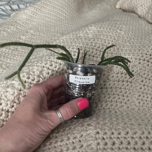 Variegated Prickly Pear Pads, Rare Plant - Etsy