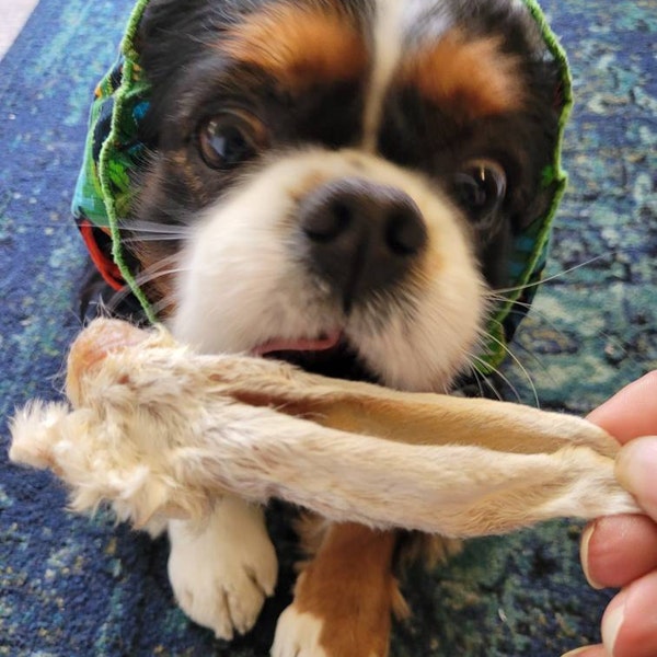 Natural Rabbit Ears, Dehydrated Air Dried Young Rabbit Ear , Hair on ...