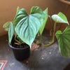 RS Ariel African Violet Live Plant, Young Starter in a 4 Pot Plant ...