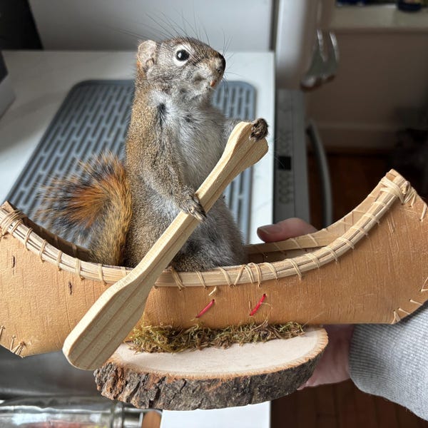 Taxidermy, a Pair, of X - X Mating Stoat or Long-tailed Weasels ...