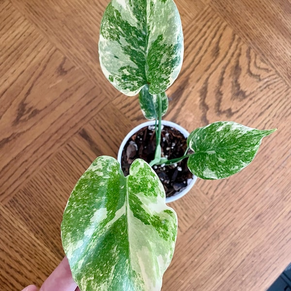 Hoya Bahoi Splash - Etsy