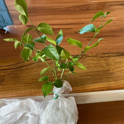 Jui Jasmine Plant virajaji/jaji/jasmine/jasminum Auriculatum/jui/juhi ...