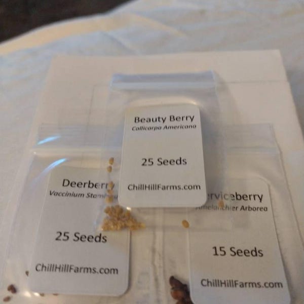 20 Seeds Common Barberry Bush - Berberis Vulgaris - Edible Berries - Etsy