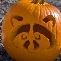 Printable Raccoon Pumpkin Carving Stencil Halloween Pumpkin Raccoon ...