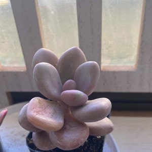 Imported Living Stone Lithops Succulent Plant - Etsy