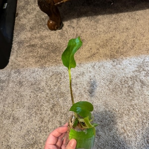 Valencia Teruno Pothos - Etsy