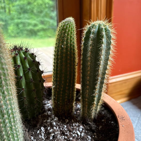 Rebutia Sanguinea Cactus Plant, Fully Rooted, Clumping Cactus, Small ...