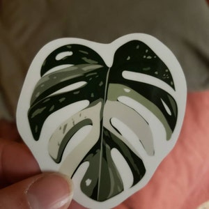 Monstera Plant Vinyl Sticker, Monstera Deliciosa Plant Sticker, Plant ...