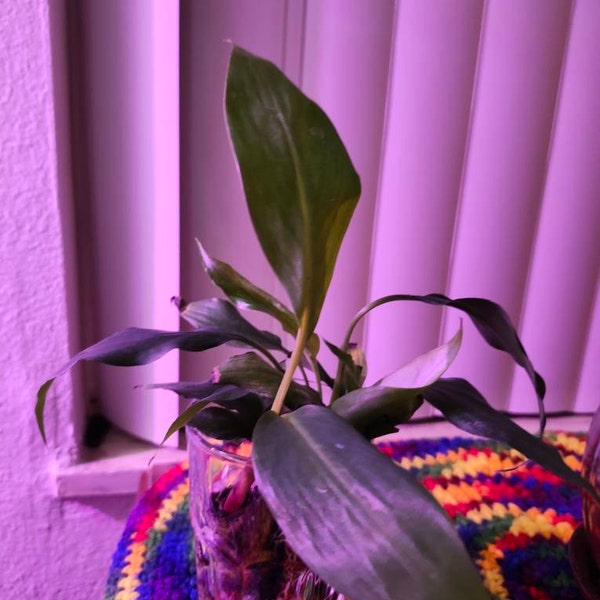 Philodendron White Princess 2 Starter Plant ALL STARTER PLANTS Require ...