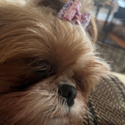 Satin Dog Bow With Swarovski Crystals and Rhinestones, Small Dog Hair ...