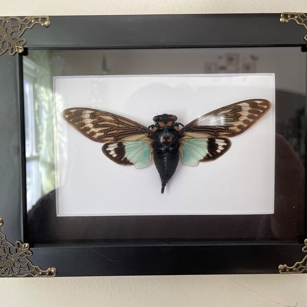 Framed Snake, Real Snake, Snake Skeleton, Oddities Gift, Unique Gift ...