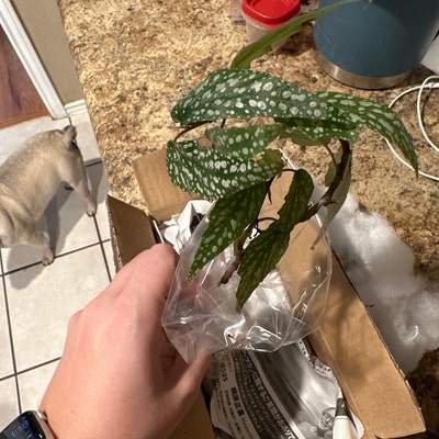 Live Angel Wing Begonia medora Starter Plant USA SELLER - Etsy