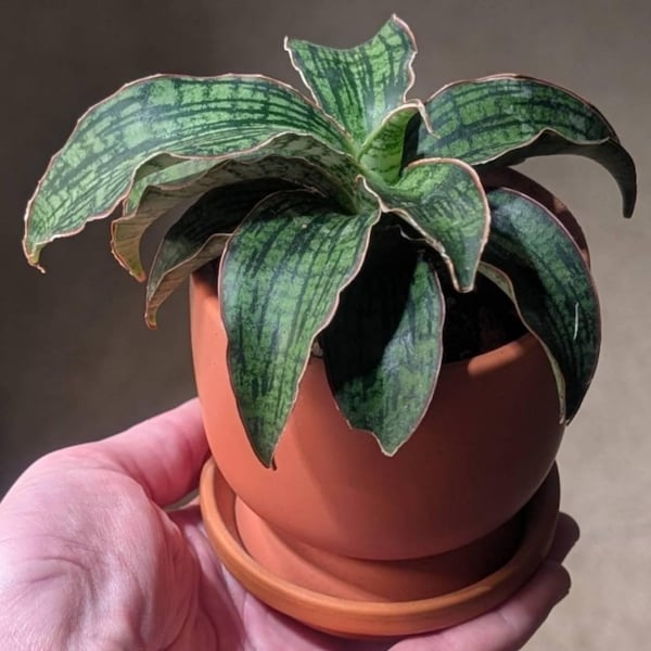 Scindapsus Lucens/anadendrum Affine/shingling Vine/pothos/philodendron ...