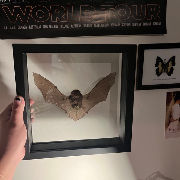 Mounted Fox (trophy) - Etsy