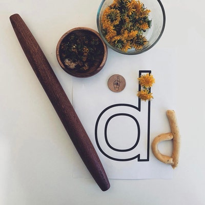 Dandelion Mini Unit Study Bundle - Etsy