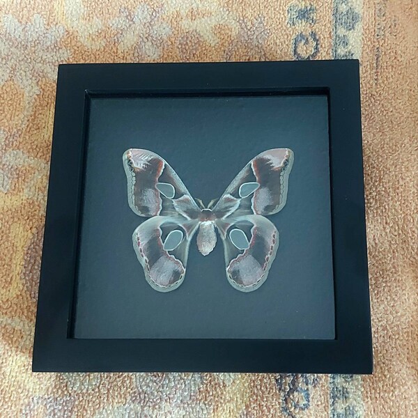 Real Framed Moth Urania Shadow Box Frame Insect Taxidermy Golden Moon ...
