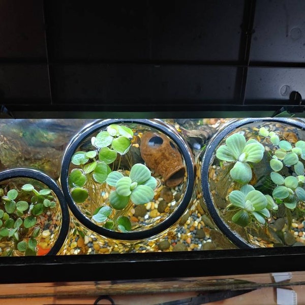 Floating Plant Package #1, Frogbit + Dwarf Water Lettuce + Water ...