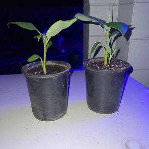 Thai Ginger Plant Alpinia Galanga Ginger Plants to Grow Live - Etsy Canada