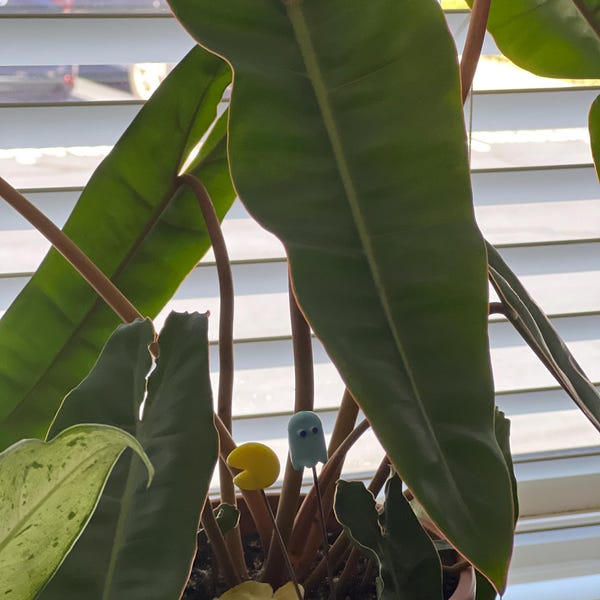 ASSORTED Plant Pals, House Plant and Fairy Garden Decor - Etsy