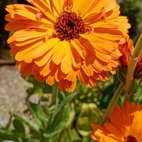 Tumbling Ted SOAPWORT SAPONARIA OCYMOIDES 700 Seeds Trailing Flower ...