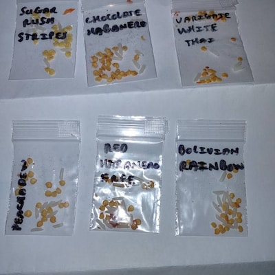 Primo X Butch T Orange Pepper Seeds - Etsy