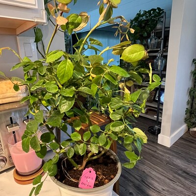 Rare New Rose. Red Juicy Terrazza. 红果汁flower Machine. Continue Blooming ...