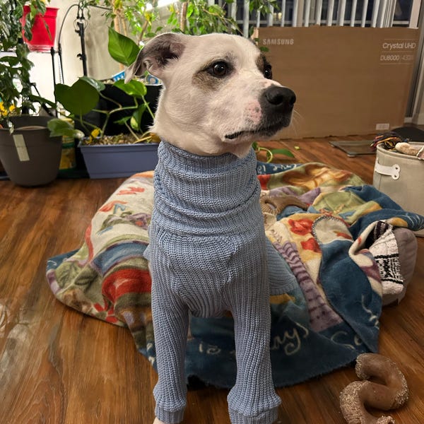 Italian Greyhound, Whippet , Greyhound Jumpsuit | Super Warm Whippet ...