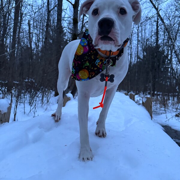 Grab Tab | Dog Training Tab | Tab for Hiking | off Leash Adventures ...