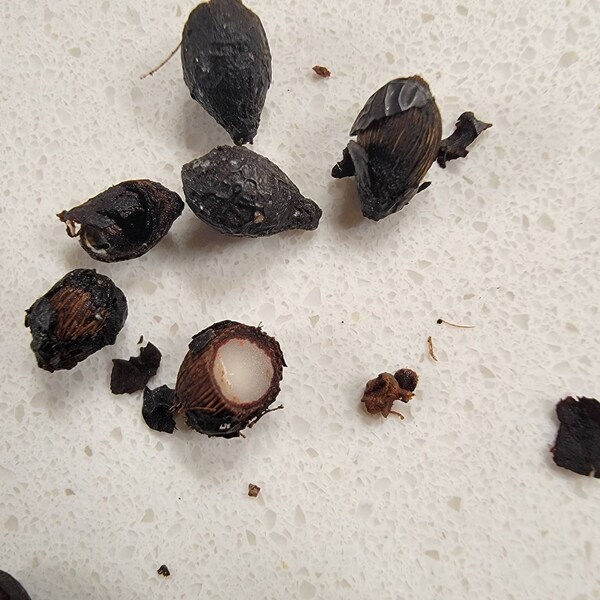 Yucca Rostrata 10 Seeds, Blue Beaked Yucca Hardy to Severe Cold - Etsy