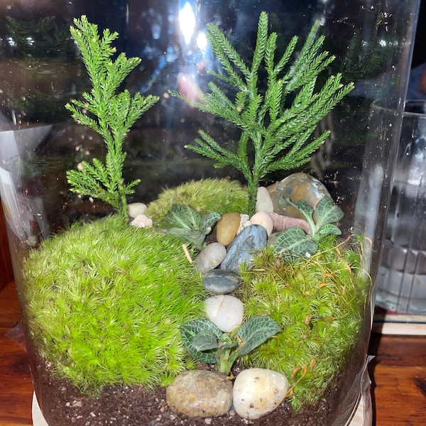 Live Frog Moss Mood Moss Pads - Dicranum for Terrarium or Vivarium ...