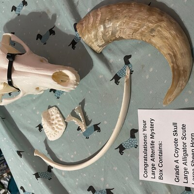 Sylvilagus Floridanus / Rabbit Atlas Vertebrate Butterfly Bone - Etsy