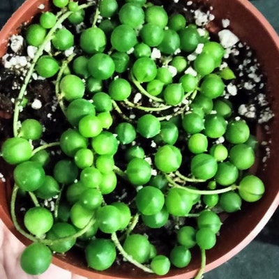 4 Pack 2 Assorted Varieties Succulents Potted - Etsy