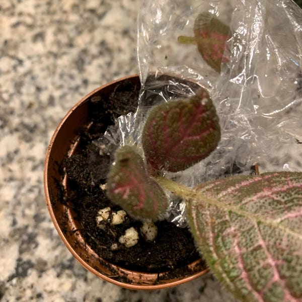Episcia Pink Strawberry Mist Variegated Flowering African Violet ...