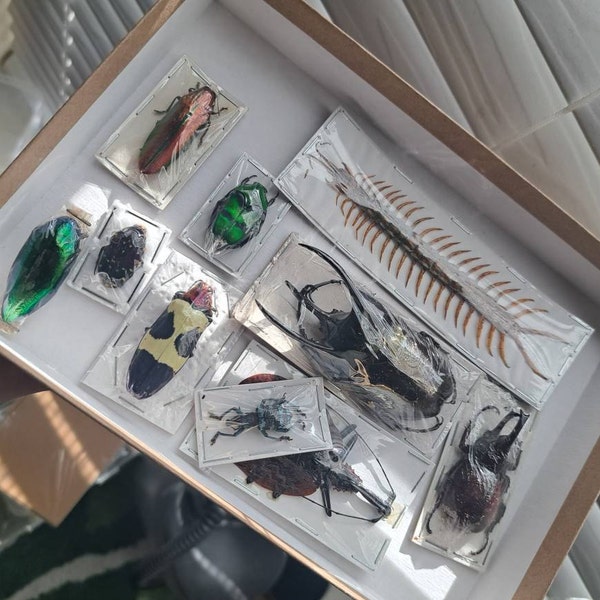 Mixed Real Beetles, Package of 5, Pack of Mixed Beetles, Entomology ...
