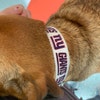 New York Yankees Dog Collar - Etsy