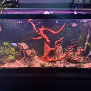 Spider Wood Aquarium Driftwood for Aquarium, Terrarium, Vivarium, and ...