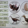Turkey Unit Study Fall Homeschool Learning Materials Charlotte Mason ...