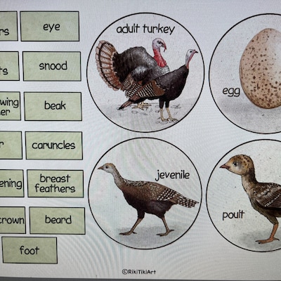 Turkey Unit Study Fall Homeschool Learning Materials Charlotte Mason ...
