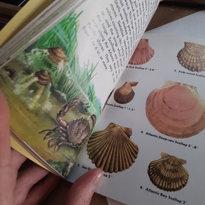 SEASHORES Book / Vintage Golden Guide SEASHORES Guide to Shells, Sea ...