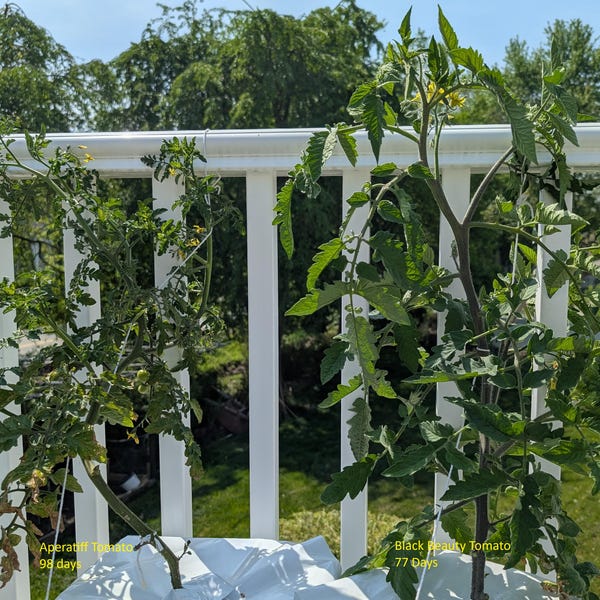 Sweet Aperitif Cherry, Tomato Seeds, Heirloom, Organic, Non Gmo ...