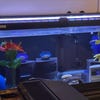 Large Rest Ledge for Betta Relaxation. Large Surface for Betta to Chill ...