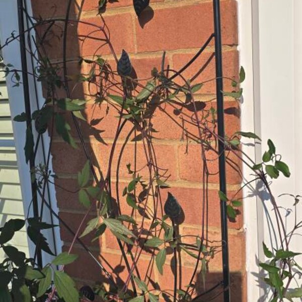 Rusty Metal Peony Garden Support Cage Frame Peonies Herbaceous Plant ...