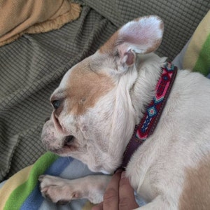 LARGE Baja Dog Poncho Mexican Dog Hoodie Dog Clothes Dog - Etsy