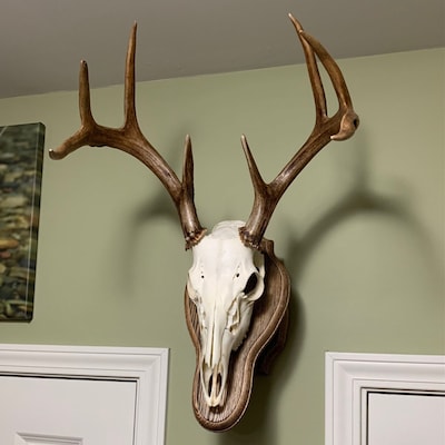 Euro Deer Skull Mount - Etsy