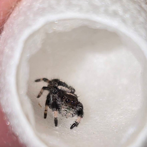 Fun & Whimsymushroom-jumping Spider Accessory,beautiful Color Choices ...