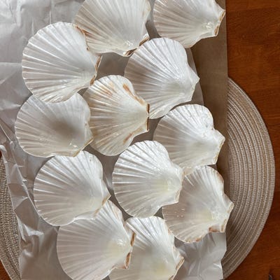 One 1 Irish Flat Scallop Shell Seashell 34 Crafts Beach Cottage ...