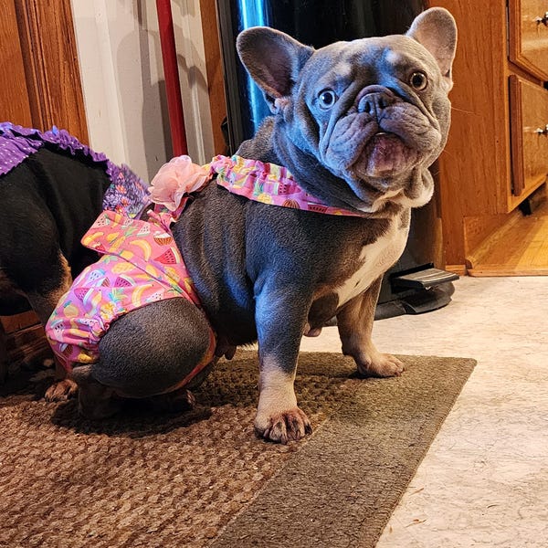 FRENCH BULLDOG DIAPER i'm Feelin' Daisy Suspender Bitch Britches Heat ...