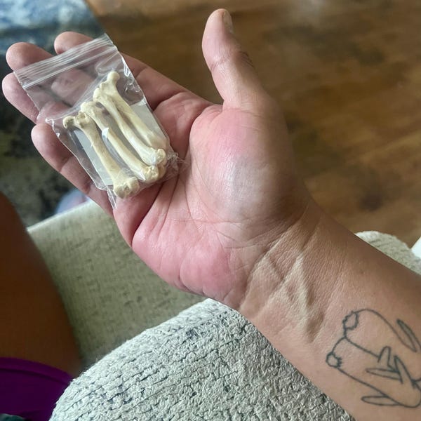 Lizard Rib Bones for 6 Jumbo - Etsy